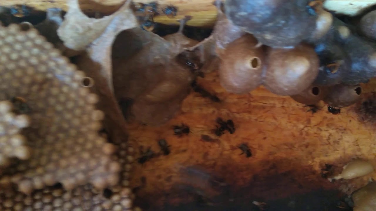 Abelhas Jandaíra Melipona Subnitida - YouTube