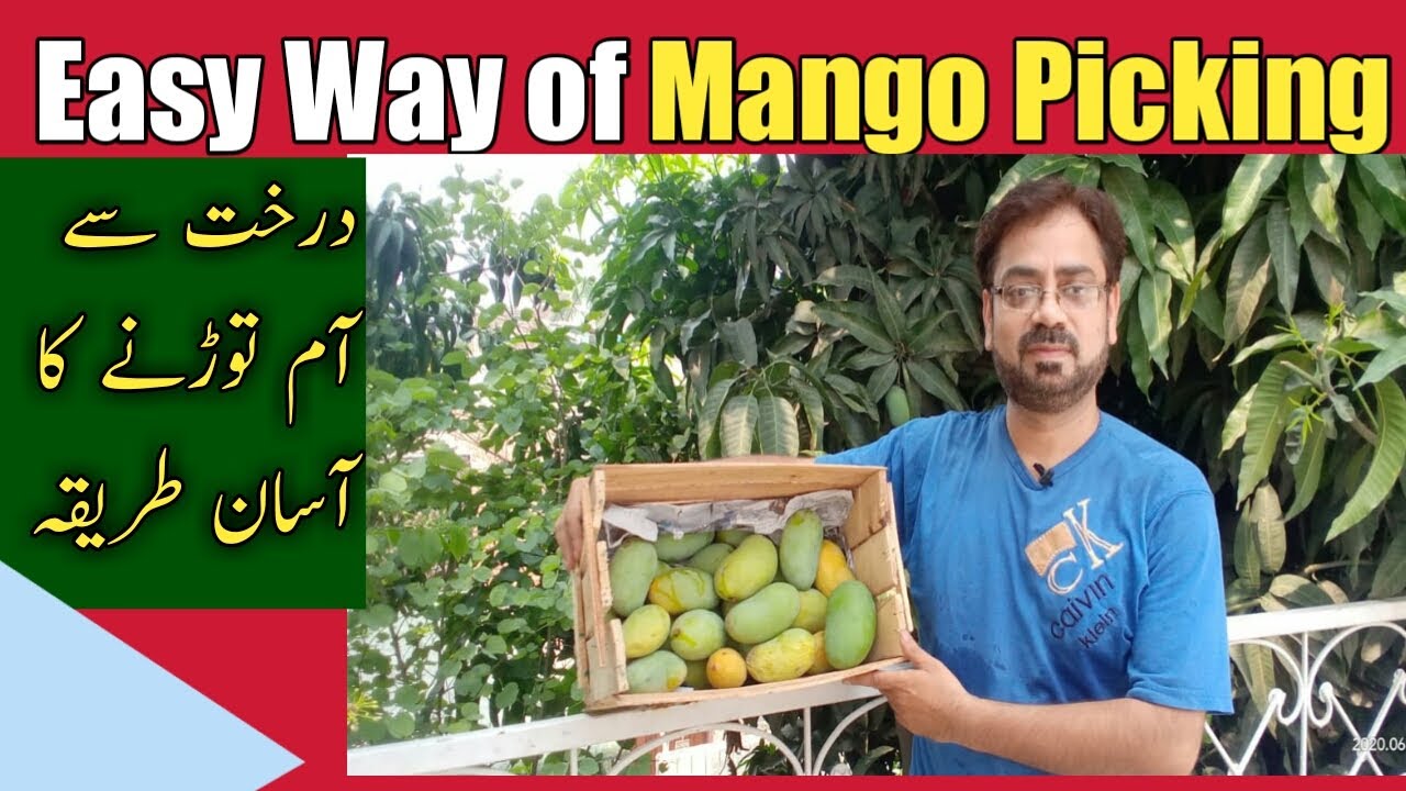 Mango picking technique | Easy Way of Mango picking | Plastic Bottle ...