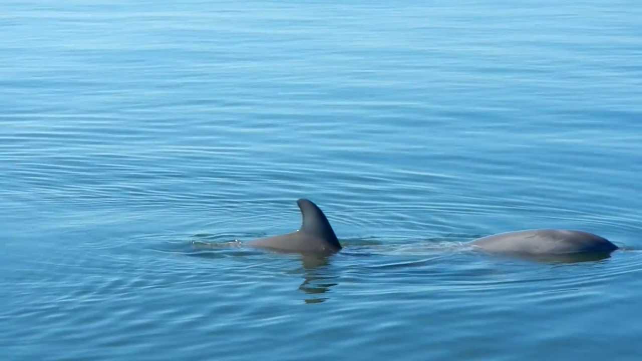 Dolphin Mother and Pups - YouTube