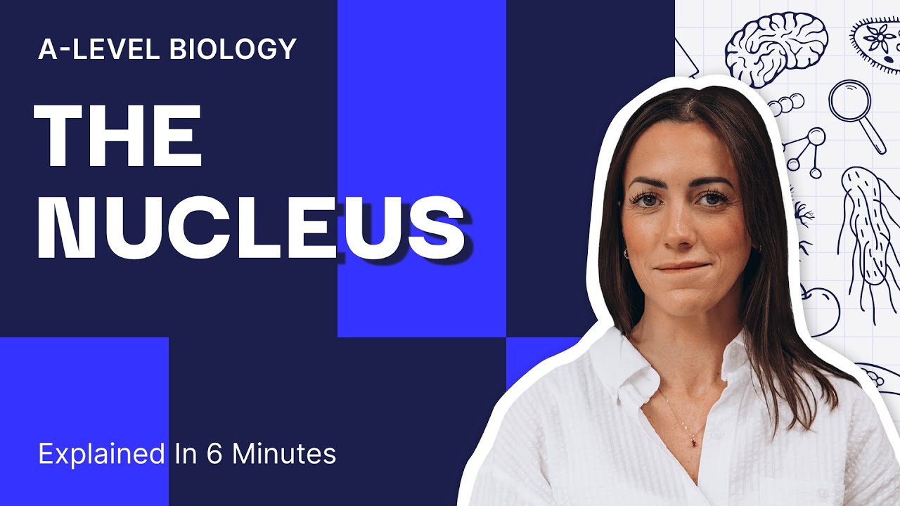 Nucleus Structure And Functions Alevel Biology Revision Notes Nucleus