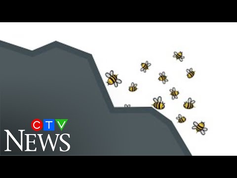 Bumblebees are climbing mountains to find cooler climates and this is why it's a problem