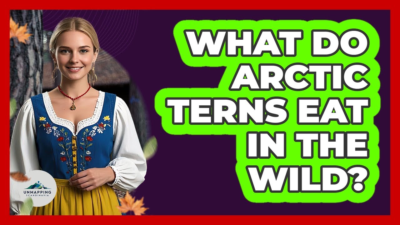 What Do Arctic Terns Eat In The Wild? - YouTube