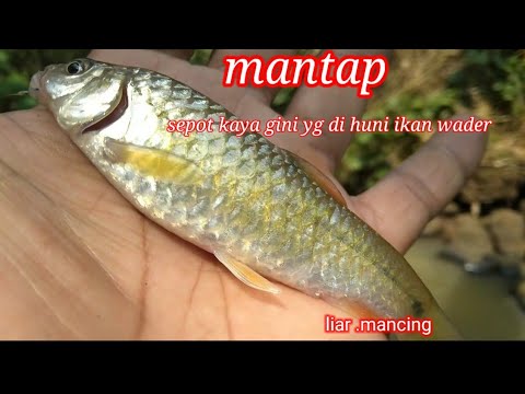 mancing ikan wader terbaru,spot yg jarang ter jamah para pemancing ...