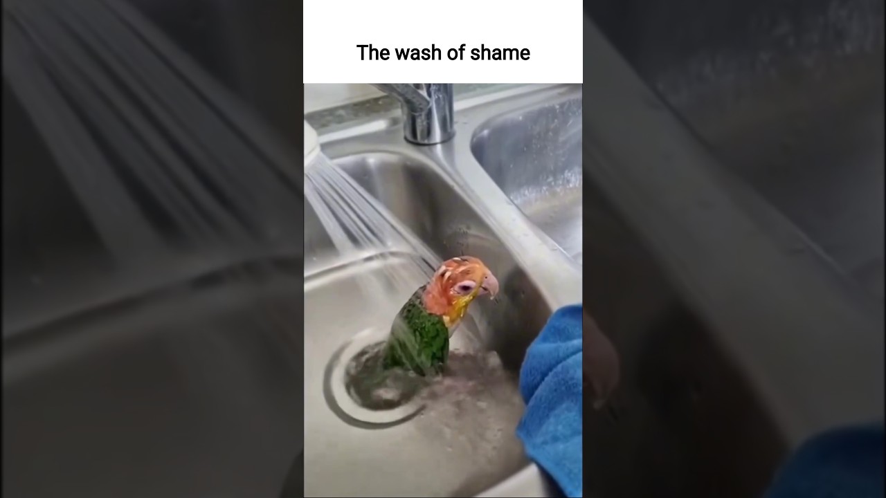 The wash of shame #memes #funny #funnyclips #tiktok #reels #shorts ...