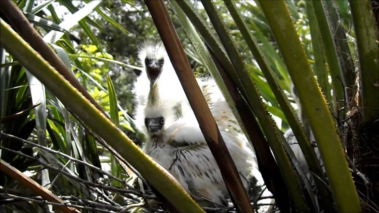 Fierce Blue Heron Baby Birds Freaking Out At Lowry Park Zoo - YouTube