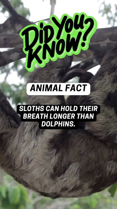 Sloths can hold their breath longer than dolphins #shorts #DYK # ...