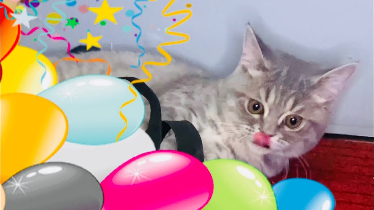 #qqcatdisry#cat#conmèo This is Mr. QQ cat, the happiness and joy every ...