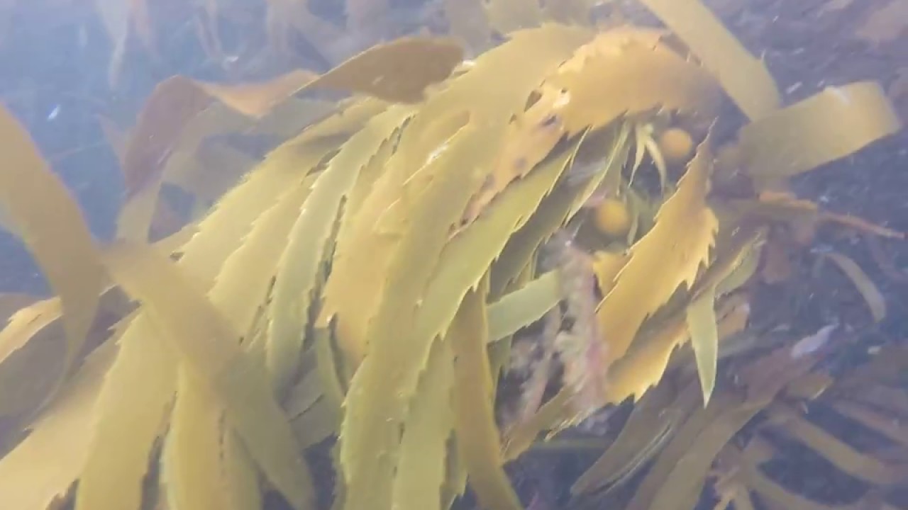 Bluff Harbor Paua Dive - YouTube