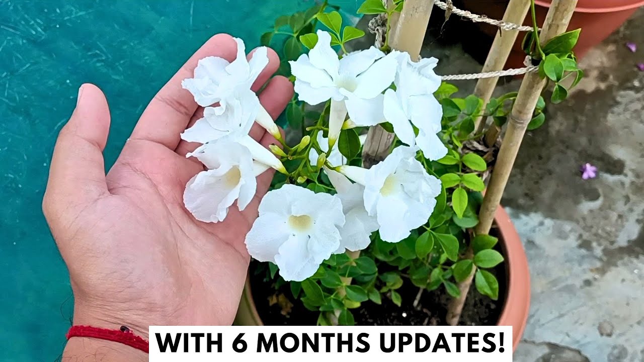 Growing White Bower Vine in a Pot (Pandorea Jasminoides) With 6 Months ...