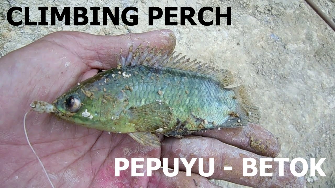 Climbing Perch Fish [Puyu-Betok] # World Fish Mania - YouTube