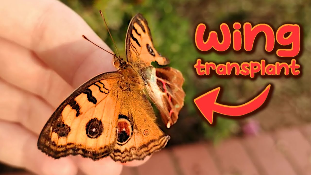 Butterfly surgery! Will he be able to fly again? - YouTube