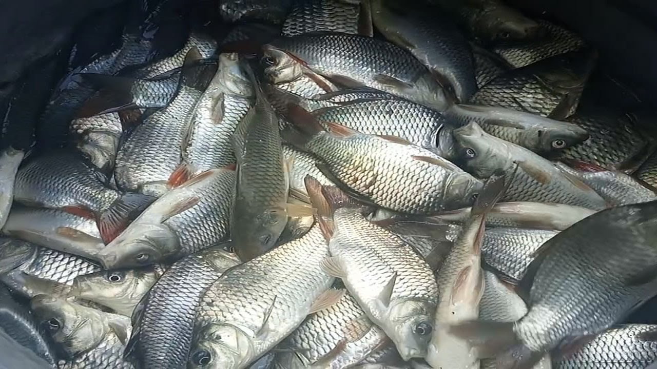 Baby carp Fish In Tank for Selling | 300 tK Kg - YouTube