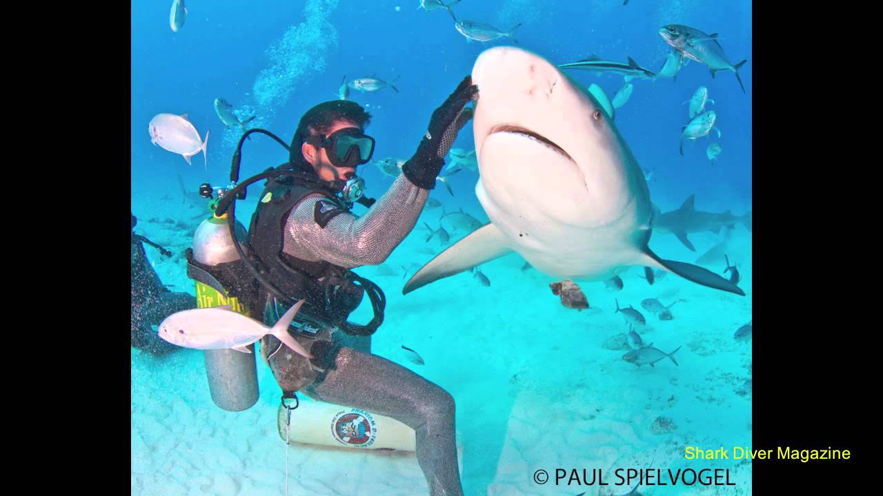 Shark Diver Magazine