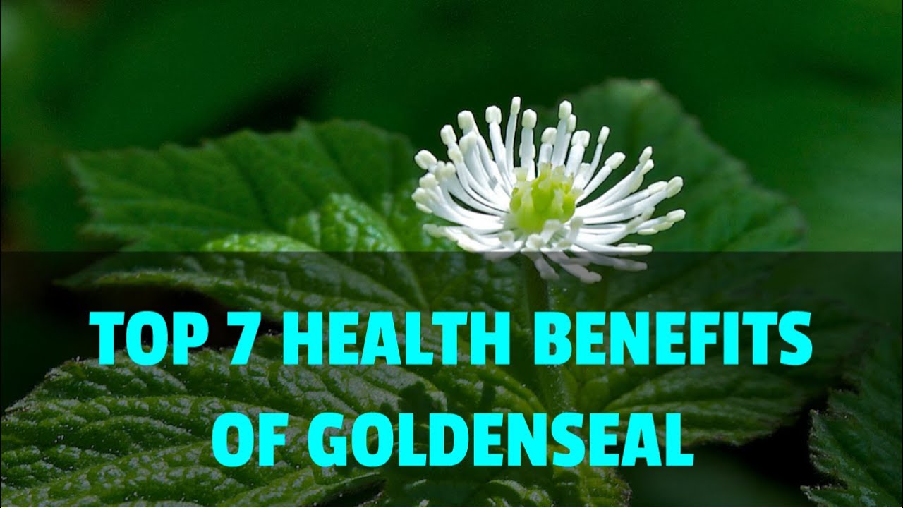 Top 7 Health Benefits of Goldenseal - Herbs for Cancer, Cold or Flu and ...