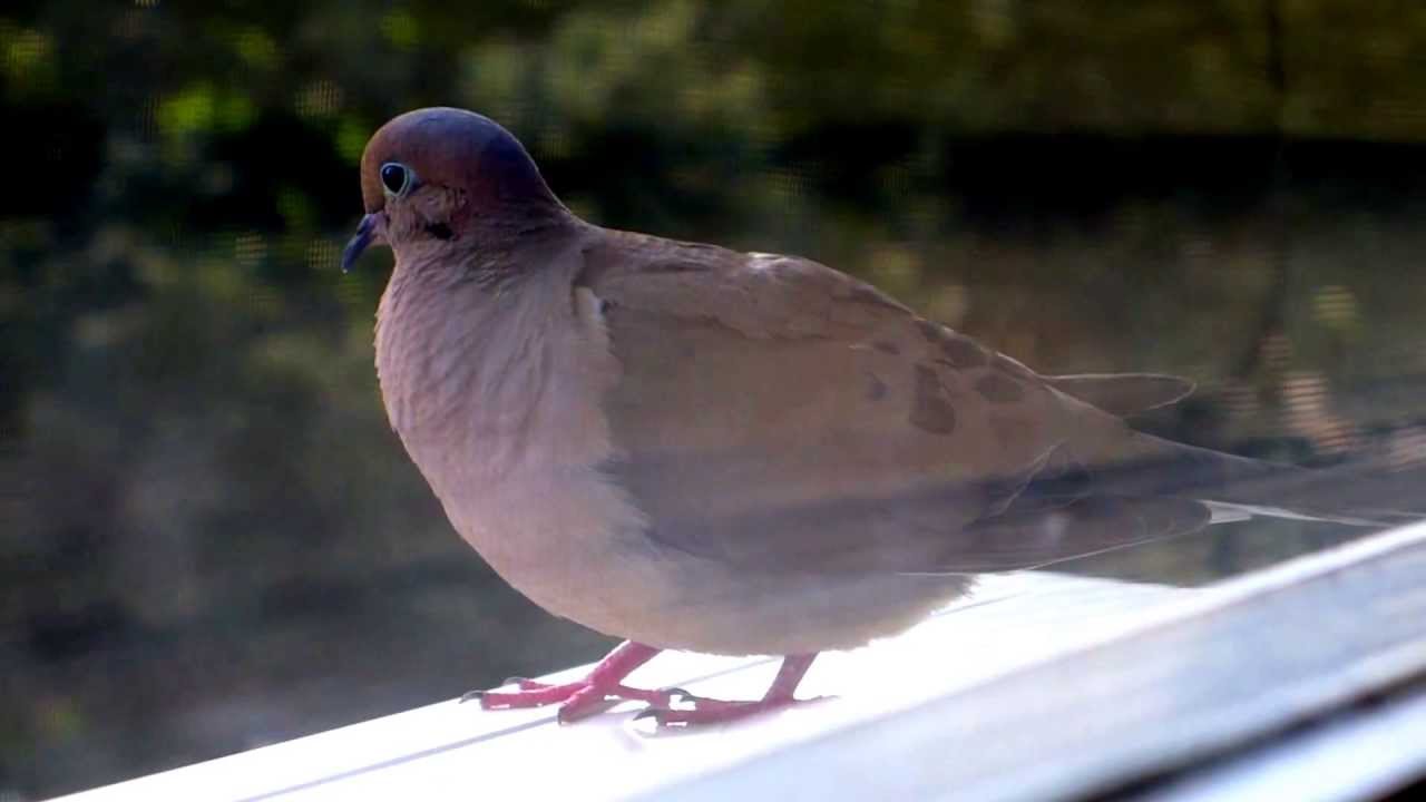 Bird Songs and Sound of Mourning Dove 2 布穀鳥的叫聲 - YouTube