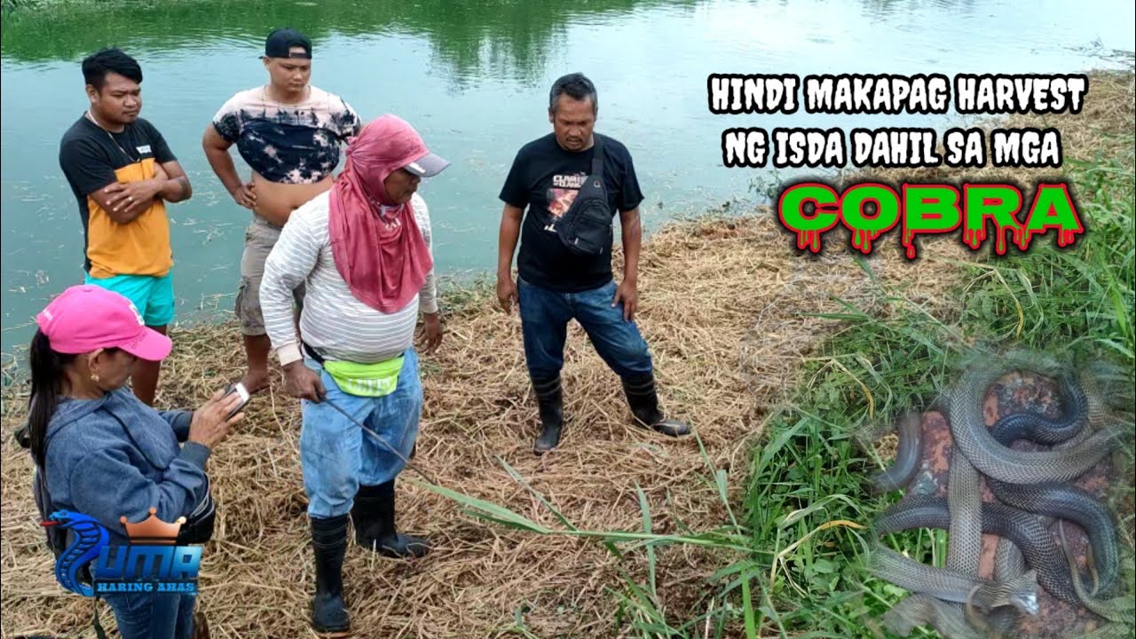 DI MAKAPAG HARVEST NG ISDA DAHIL SA MGA COBRA! | ZUMA HARING AHAS - YouTube