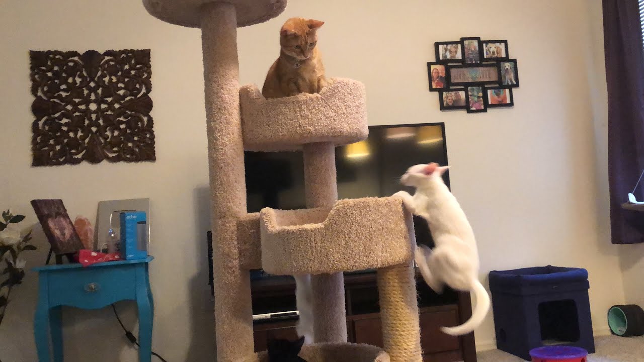 Acrobat Kittens! Cat Tree - YouTube