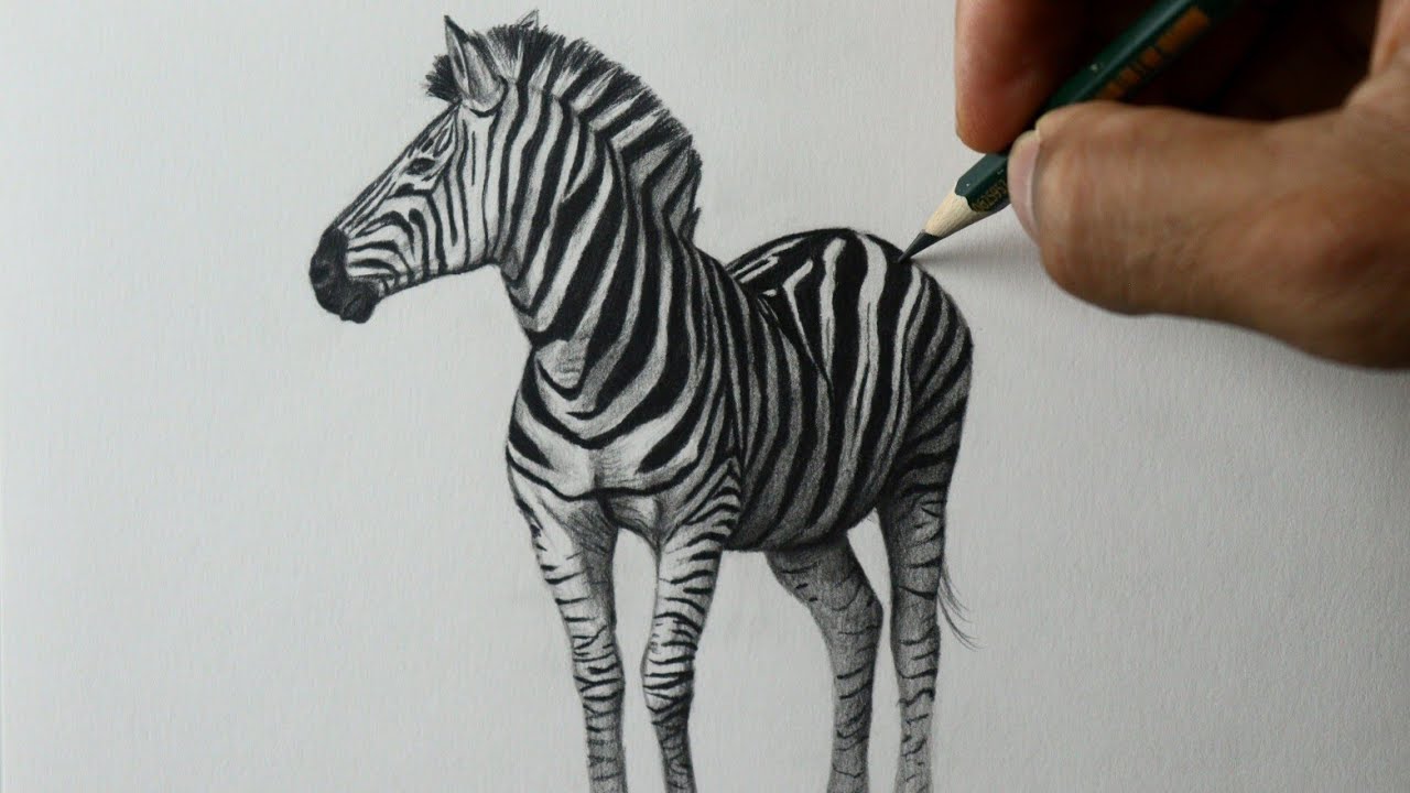 Desenho De Cabeca De Zebra Passo A Passo Como Desenhar Uma Zebra Para