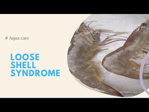 Loose shell syndrome in shrimp farming - YouTube