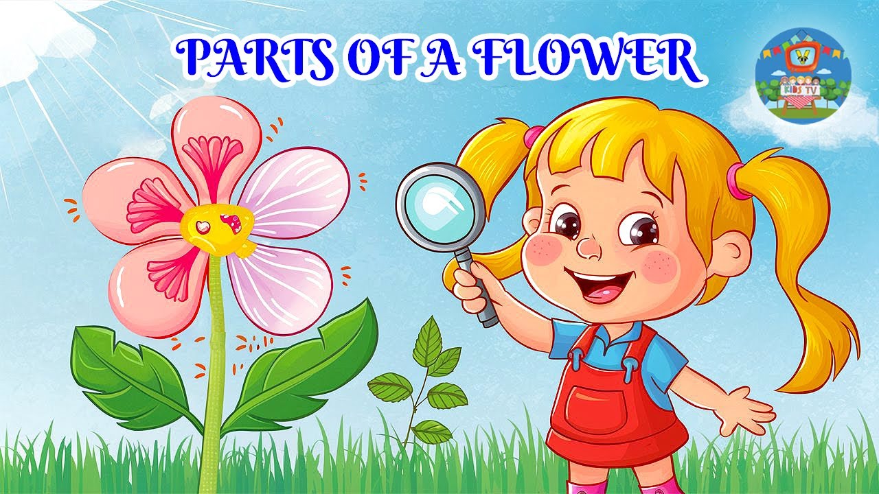 Parts of a Flower | Parts of a Flower for kids | Video for Kids ...