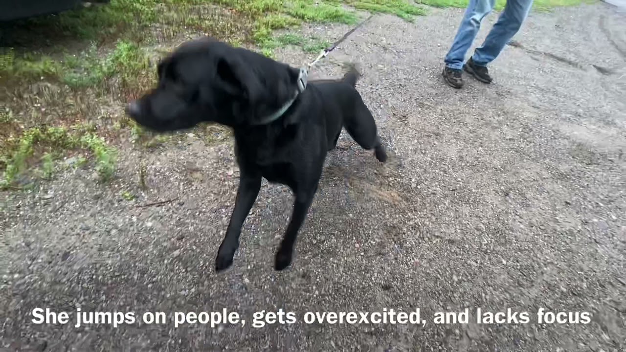 Pulling, jumping Black Lab Dog training - YouTube