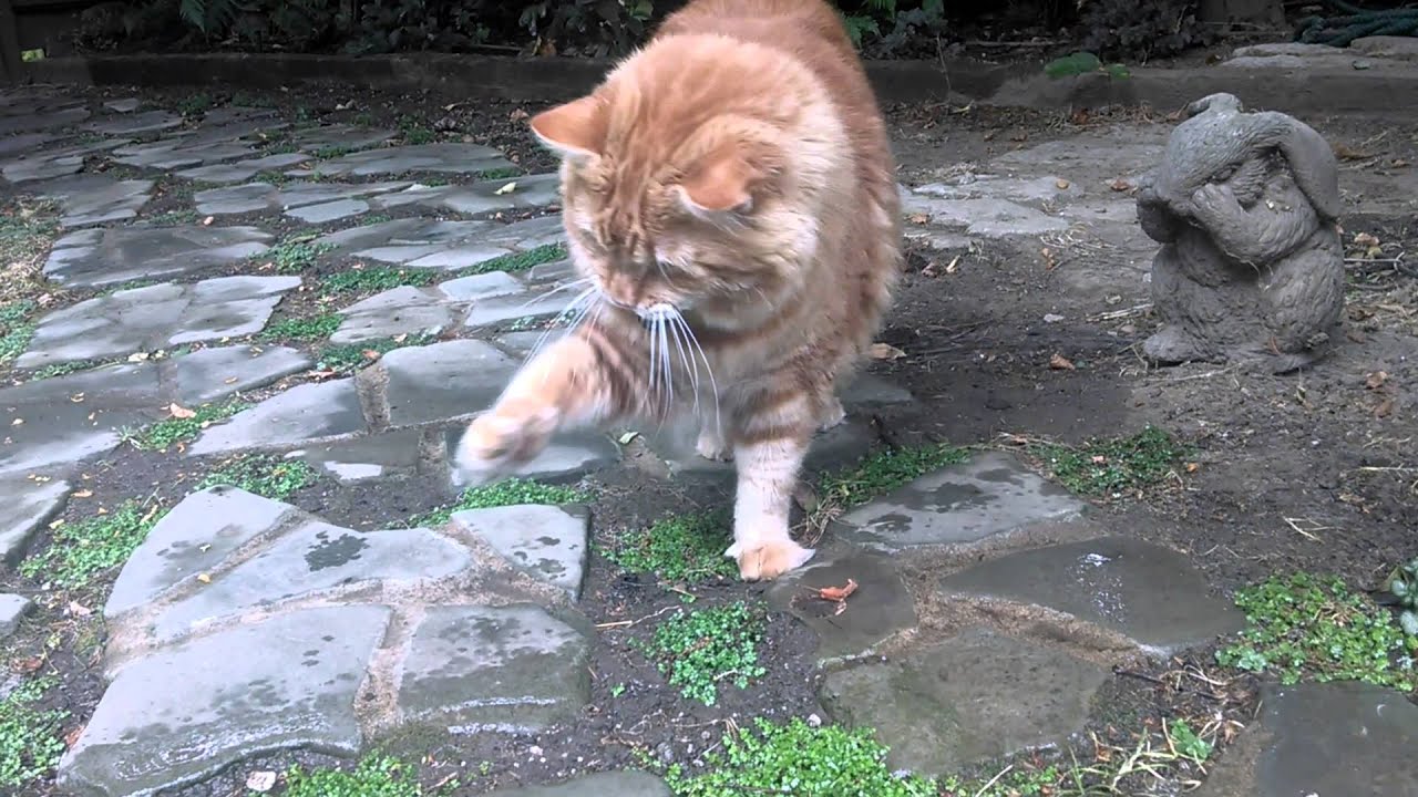 Duffy Moon hunts water - YouTube