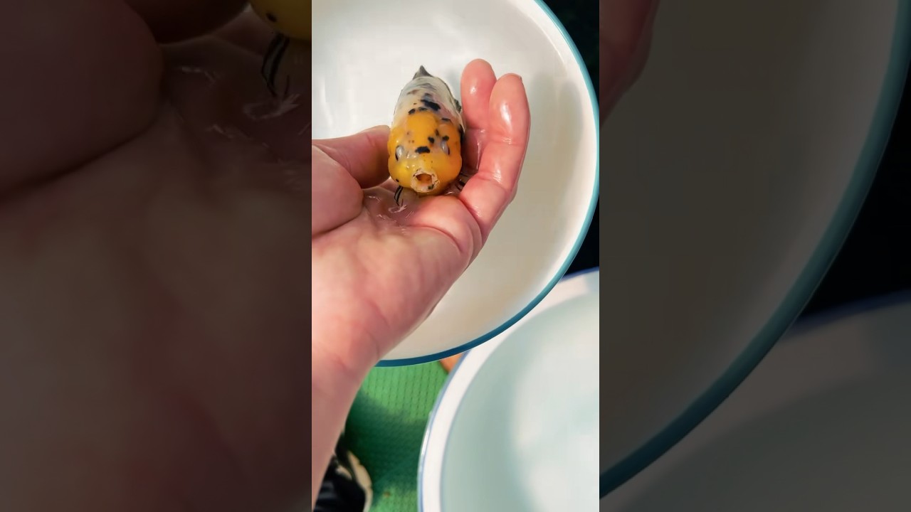 yellow head#goldfish #ranchu_goldfish - YouTube