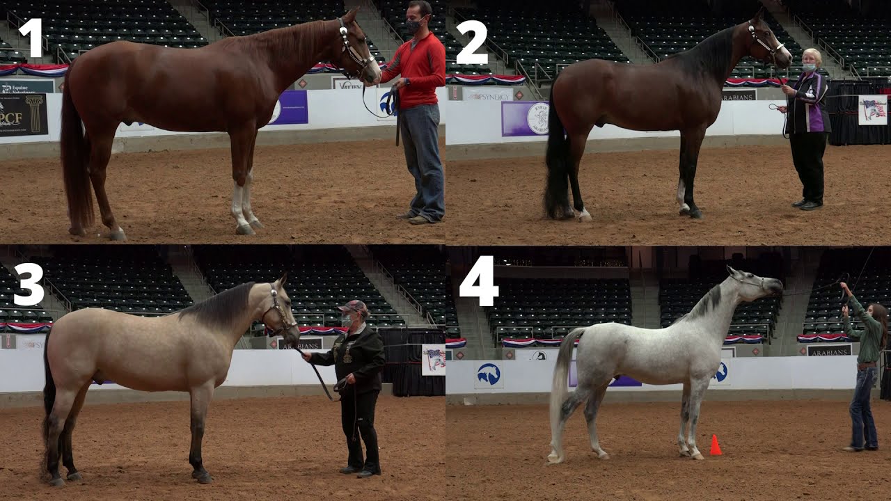 Arabian Halter Class