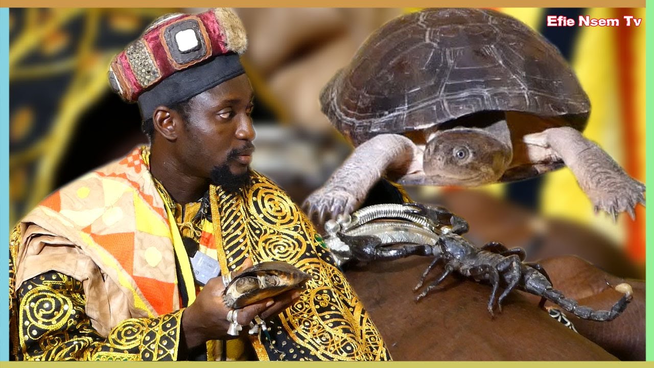 Chika catch scorpion with hands live | the power of tortoise & scorpion ...