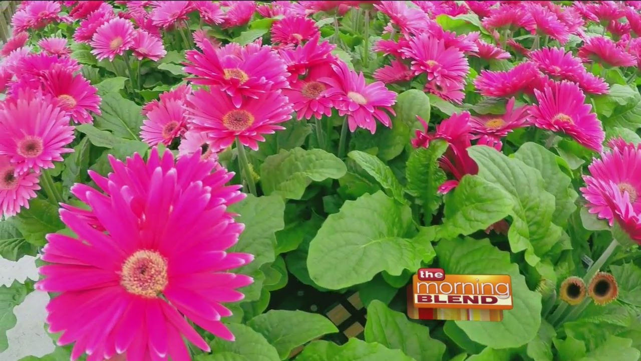 A Visit to a Midwest Gardening Destination - YouTube