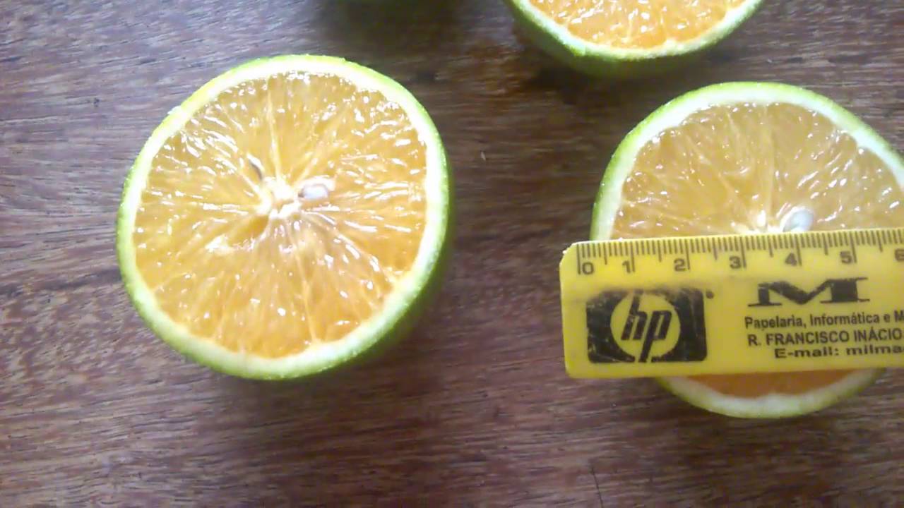 #31 Laranja Pera Rio 65 mm 15 Duzias / Orange Pear River 65mm 15 Dozens ...