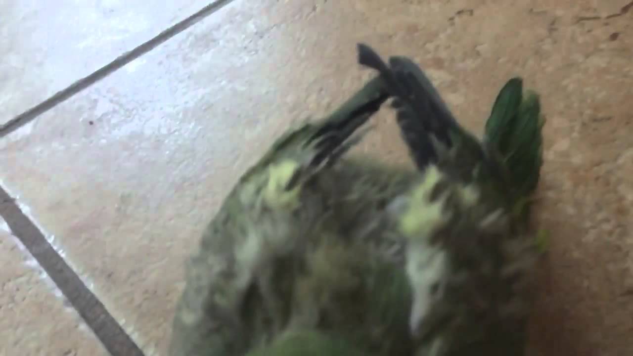 Slow Motion Parrot Attack - YouTube