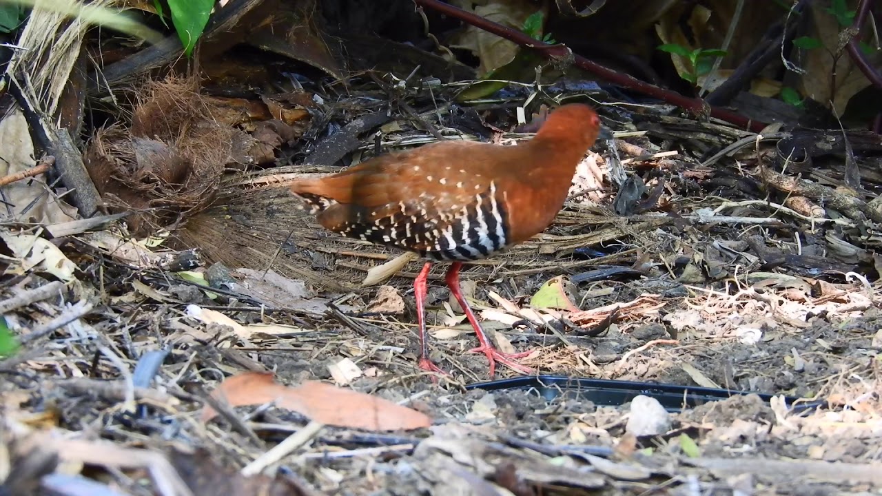 Red-legged Crake - YouTube