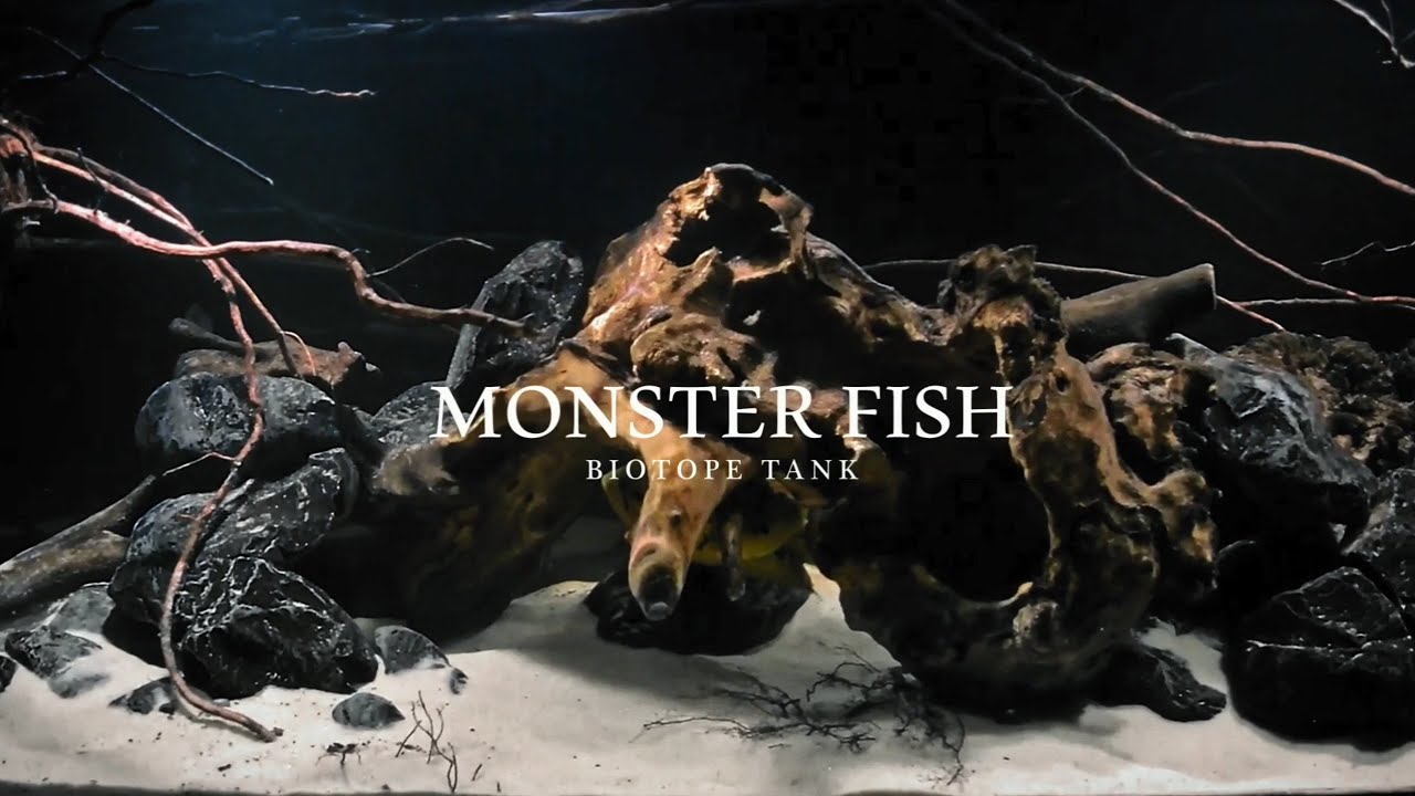 Monster fish biotope tank - YouTube