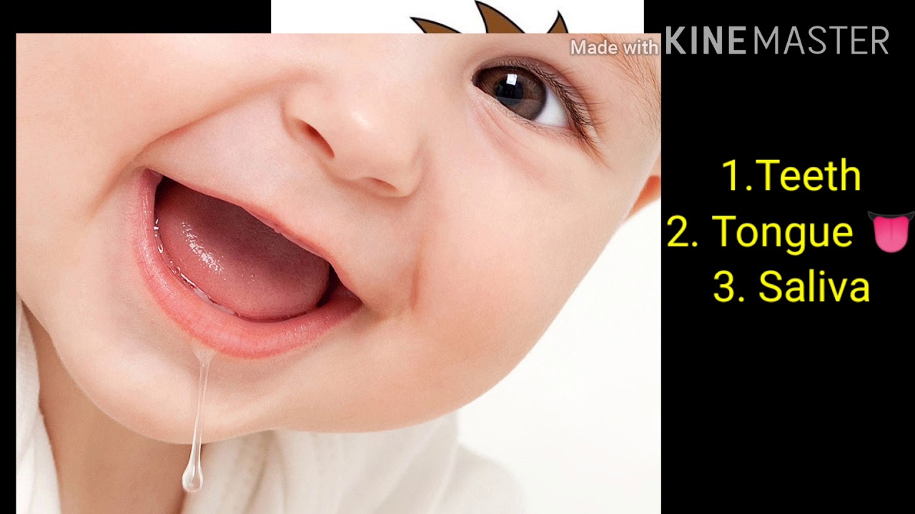 5th EVS, From Tasting to Digesting, Digestive System, Part 4 - YouTube