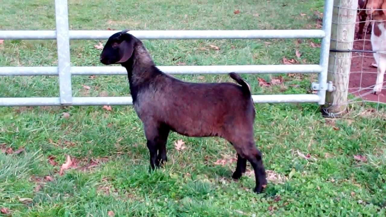 MAX Boer Goats BLACK BETTY ~ SOLD - YouTube