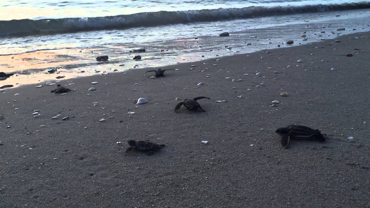 Discover Martin -Green turtle and leatherback hatchlings entering ocean ...
