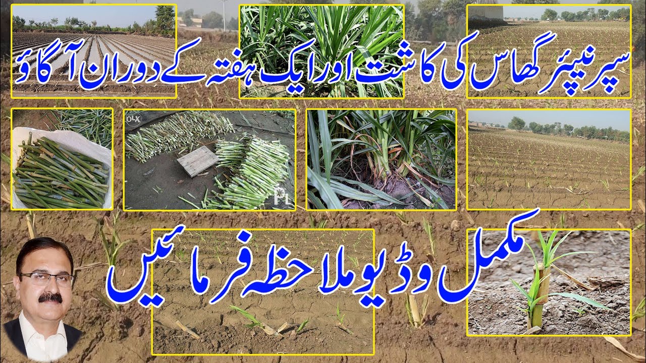 Cultivation of super napier grass and germination in a week Complete ...
