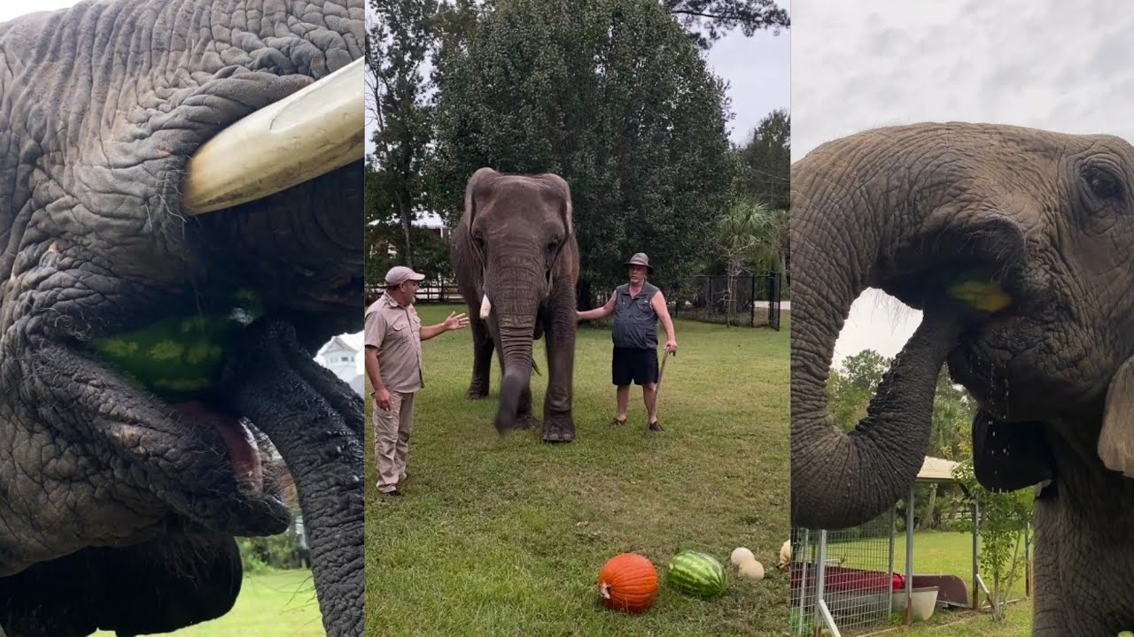 Watch the elephant eating fruit (wondrous🤯) - YouTube