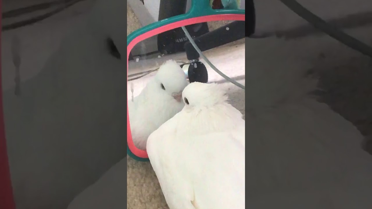 Pet pigeon admiring self in mirror - YouTube
