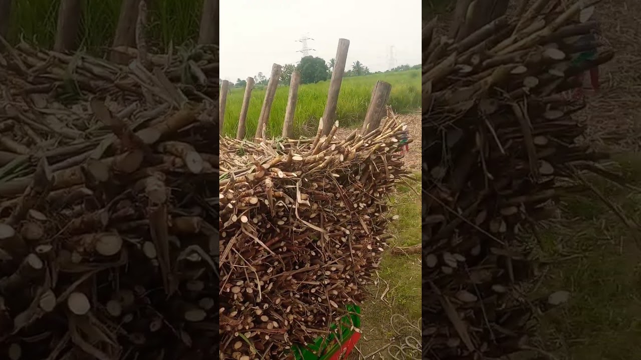 karumpu valarpu vivasayam #shorts - YouTube