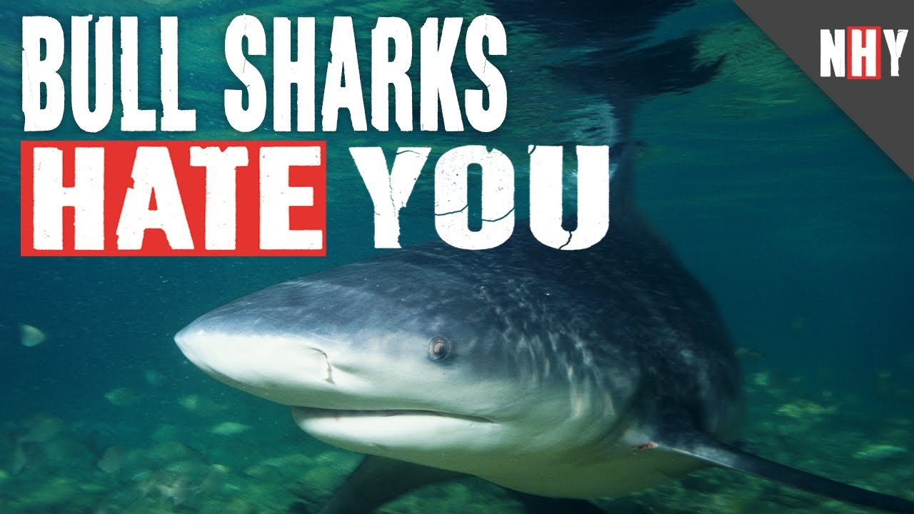 BULL SHARKS HATE YOU! - YouTube