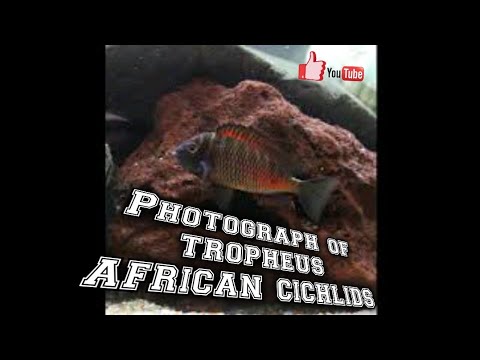 Tanganyikan Tropheus Red Firecracker Cichlid “Chipimbi” one of the more ...
