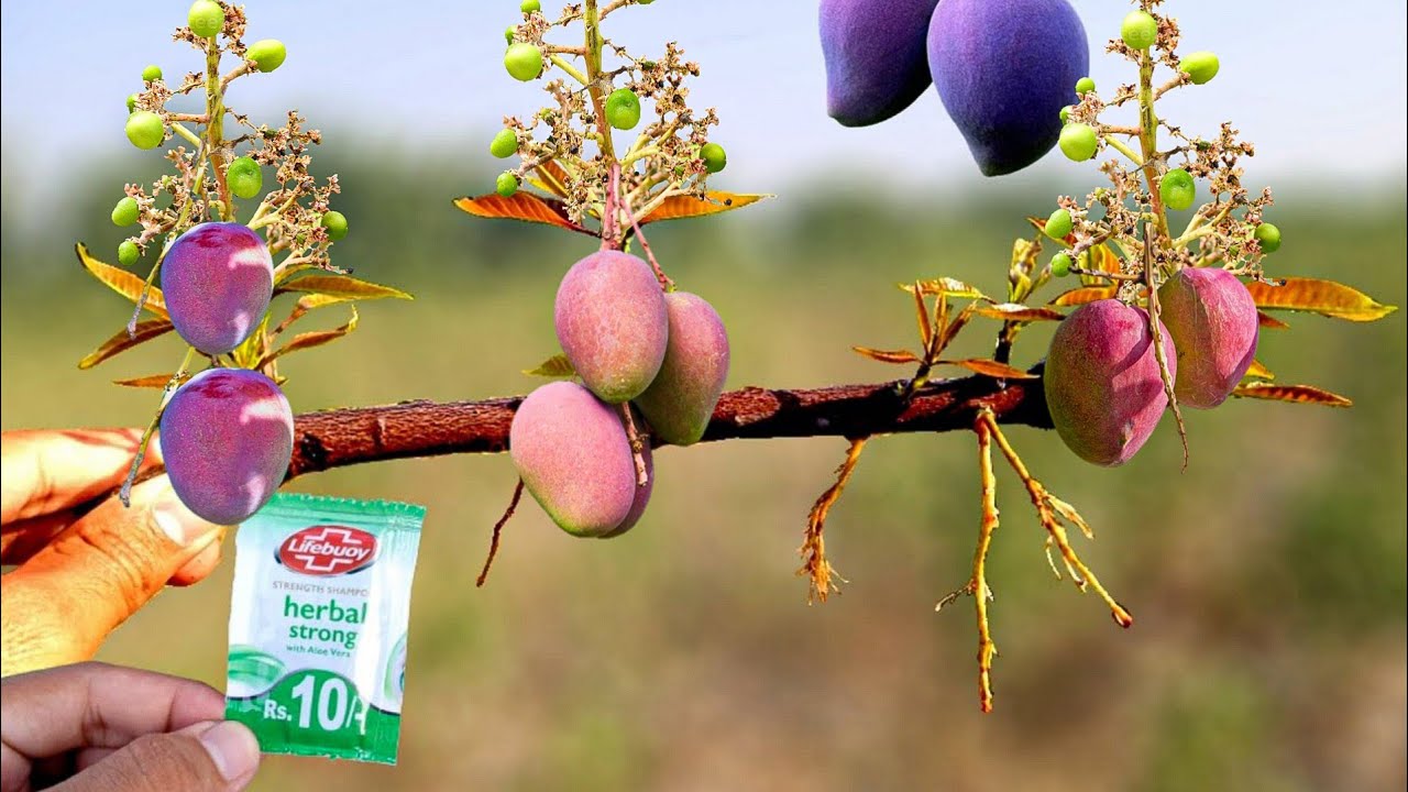 Mango Tree Cutting With New Amazing Technique | Grow Mango Tree With ...