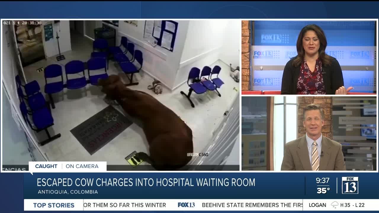 Cow charges into hospital waiting room - YouTube