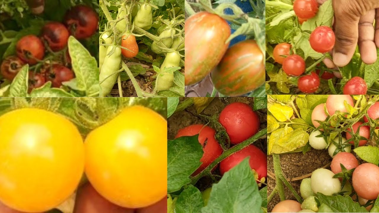 পলিনেট হাউজে বাহারি টমেটো/various tomato cultivation in polynet house/এ ...