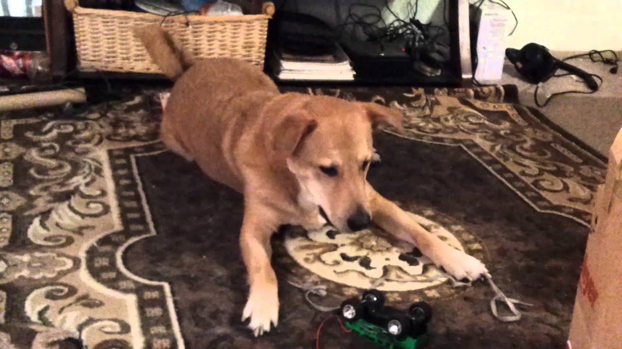 Bear chasing Rc car - YouTube