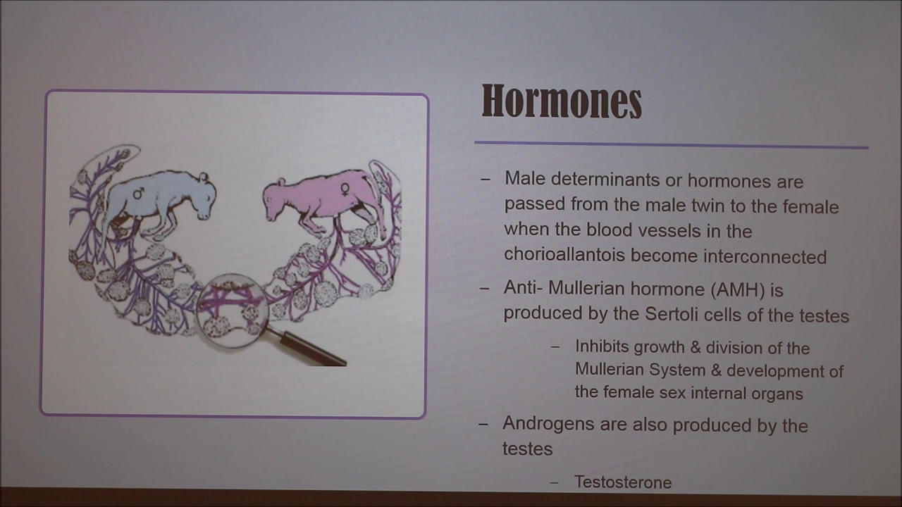 Freemartinism in Cattle (2018) - YouTube