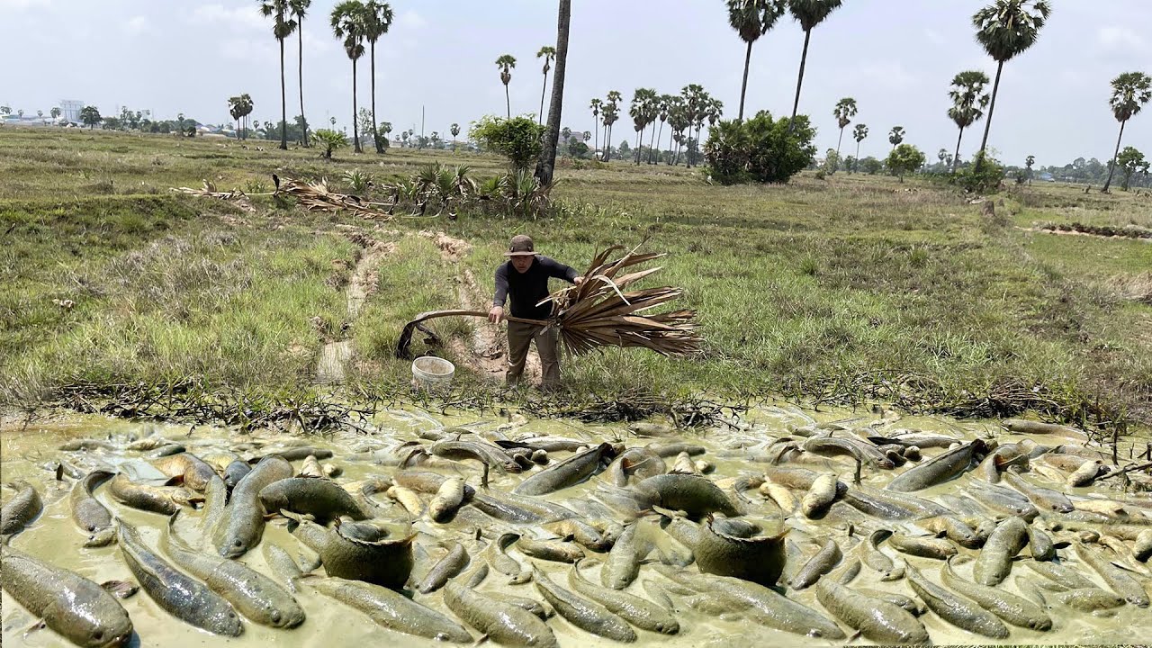 amazing fishing! catch a lots of fish at field near village by hand a ...