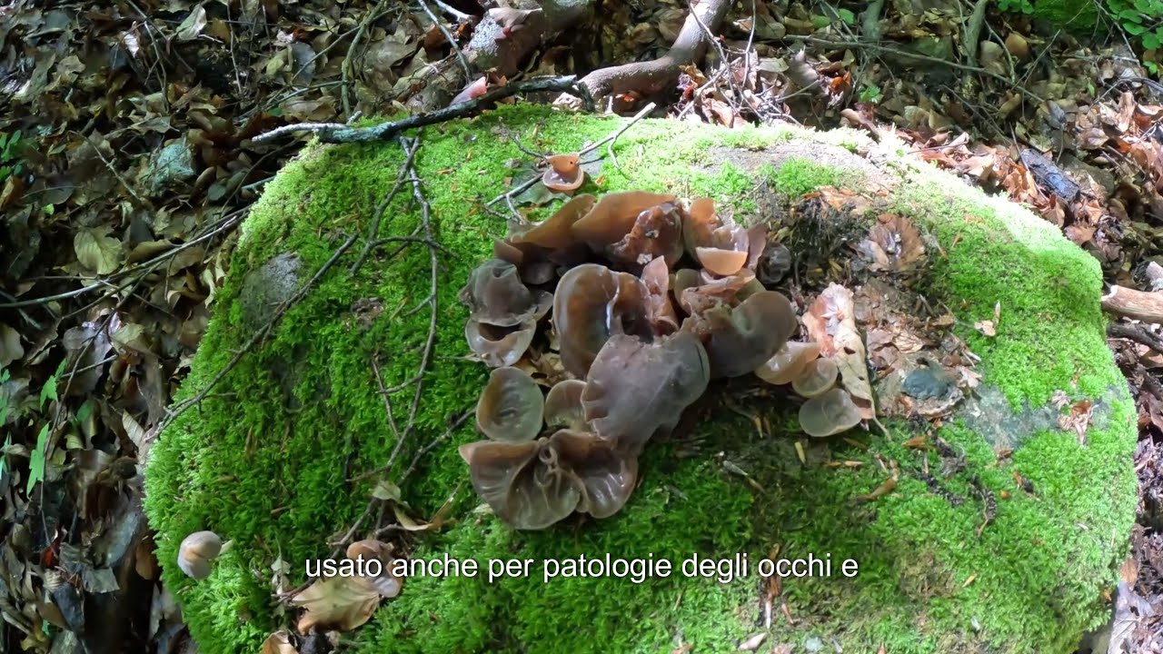 Funghi AURICULARIA (AURICULA JUDAE) ricerca orecchio di Giuda !! - YouTube
